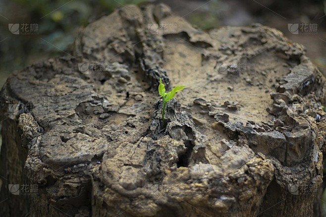 树苗在树桩上发芽而获得的新生命。