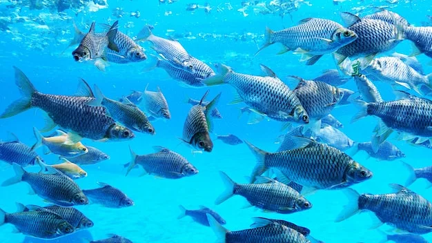 Photo group of silver barb fish in water.-花瓣网