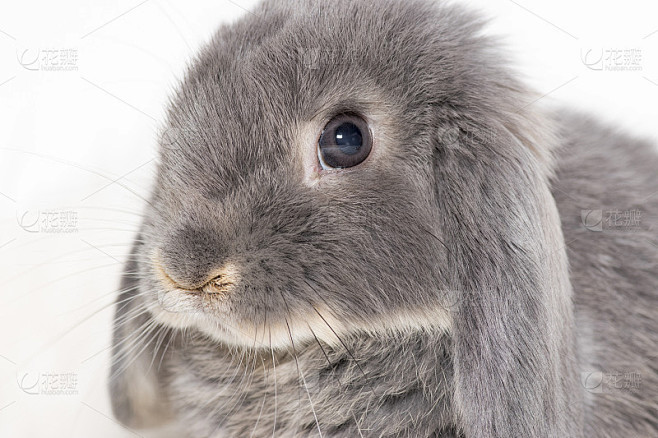 复活节兔子，可爱的灰色兔子