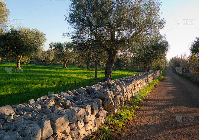 在普利亚的乡村公路上。