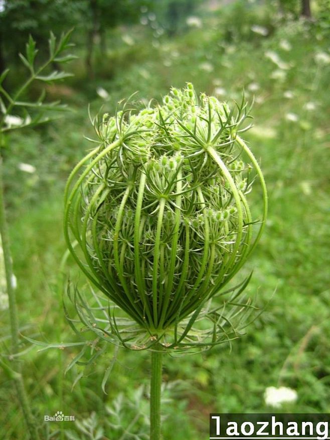 蕲茞、蘼芜、芎藭苗、川穹_川穹图册_百度百科