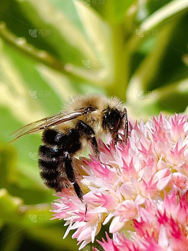 大黄蜂在粉红色的花朵上采集花粉