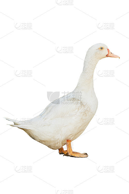 白色北京鸭孤立在白色背景上。日记本鸭剪