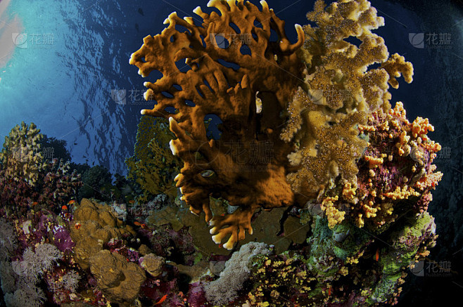 一块礁石(milpora alciformis, Sinularia spp)，非洲，红海，埃及素材-花瓣网