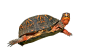 Box-Turtle-PNG-File