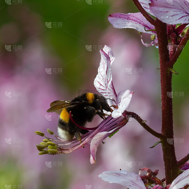 凤仙花是由大黄蜂授粉的。在阳光下，粉红紫色的花朵像露珠一样在野外盛开
