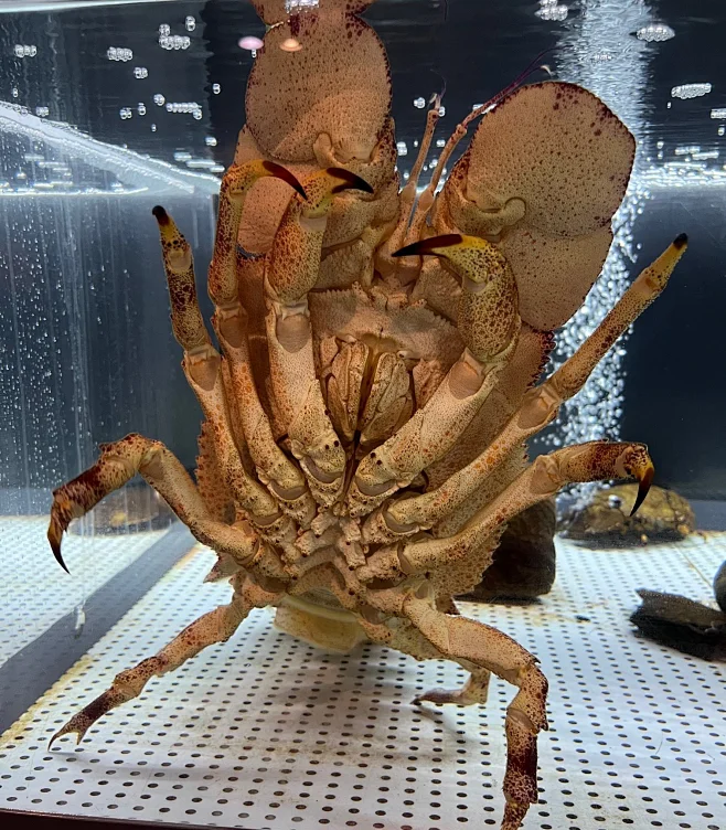 FXLswpnUUAA-o7S (1512×1728)-花瓣网