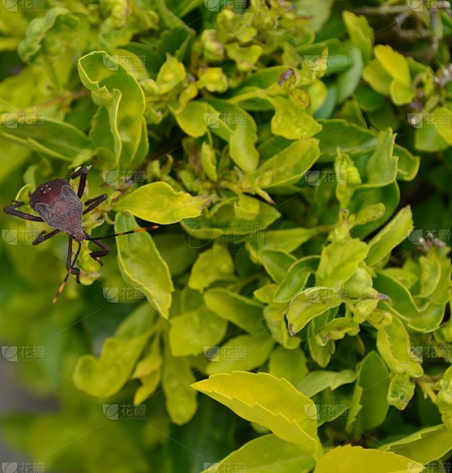 Megymenum仿射Boisduval, 1835年。葫芦盾虫南瓜虫。半翅目，异翅目，真蝽科。触角