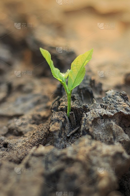 树苗在树桩上发芽而获得的新生命。