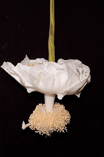 猴面包树的花：学名波巴布树，又名旅人树、死老鼠树。大型落叶乔木，原产非洲。树冠巨大千奇百怪，下垂白色花朵，腐肉气味。果实充满果肉，干燥变硬后碎 ...