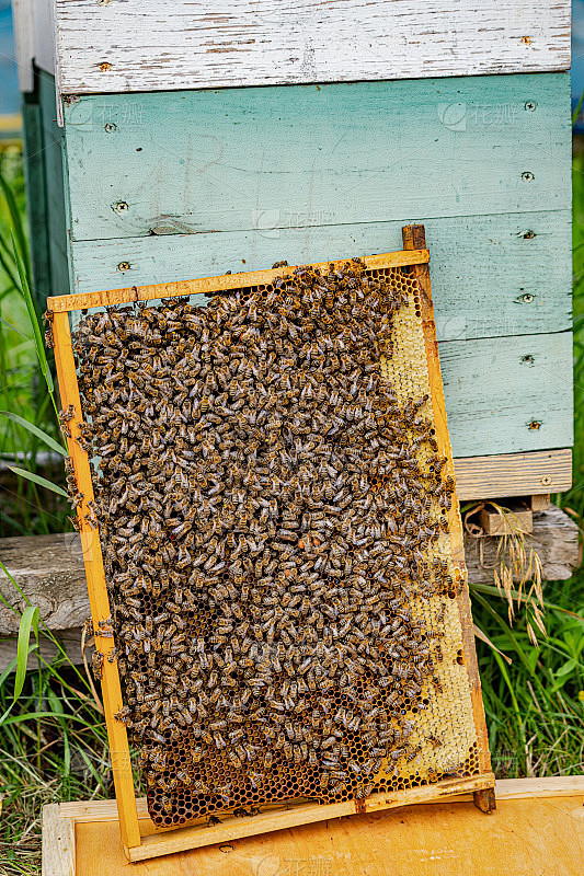 Honey frame standing near hive. Many bees sitting