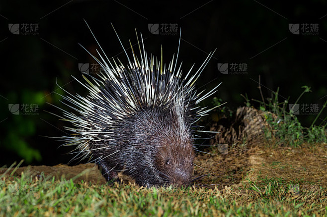 夜行动物马来亚豪猪(Hystrix brachyura)特写