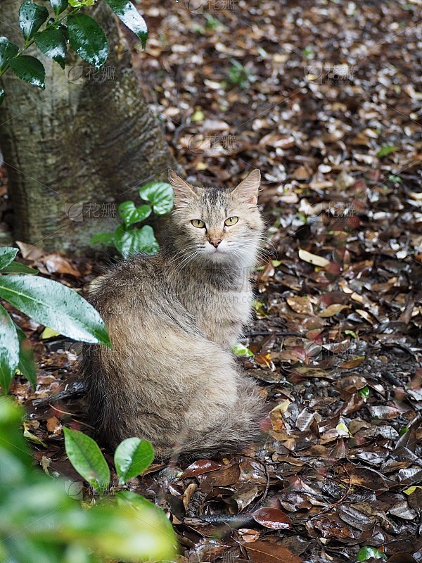 Beautiful stray cat in forest