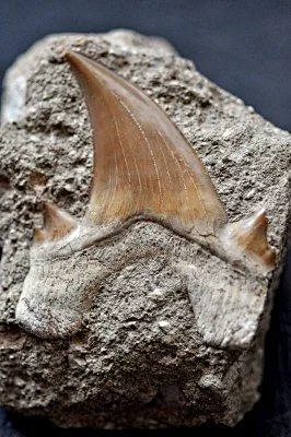 14487679-fossil-shark-tooth-from-eocene-period-khourigba-morocco.jpg ...