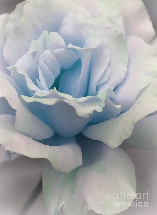 Baby Blue Rose图片_那些花儿图片素材-花瓣网