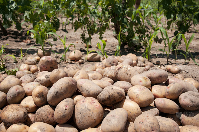 Potatos