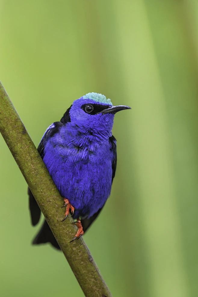 Daniel Parent在 500px 上的照片A honeycreeper-花瓣网