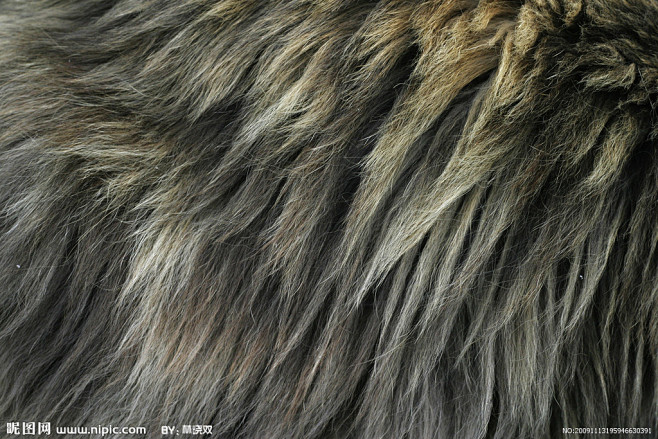 动物毛发老虎皮毛