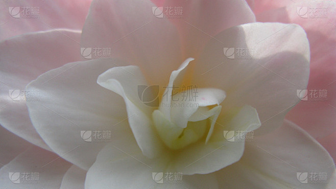 P.Spring白色专辑