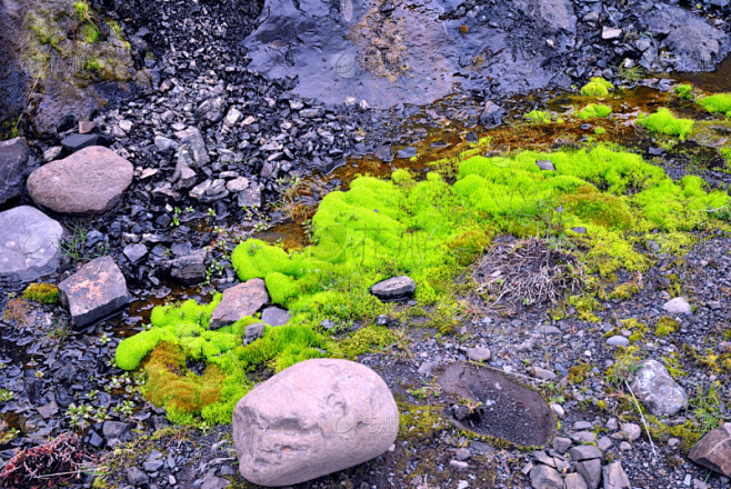 Bright green vegetation thrives despite sub-zero temperatures and ...