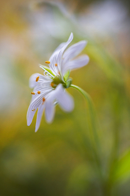 Stitchwort