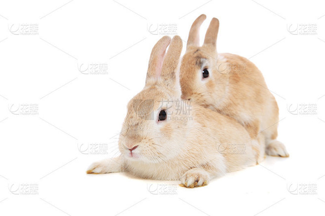 交配的兔子