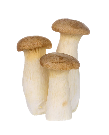 994571807232884750-removebg-preview-花瓣网