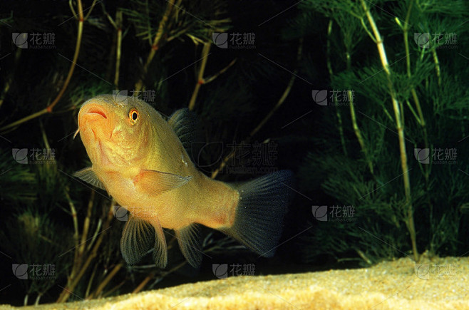 TENCH tinca tinca，成人