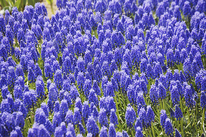 Muscari armeniacum