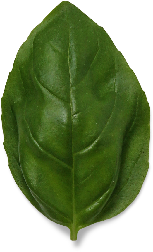 basilicum-leaf-3-