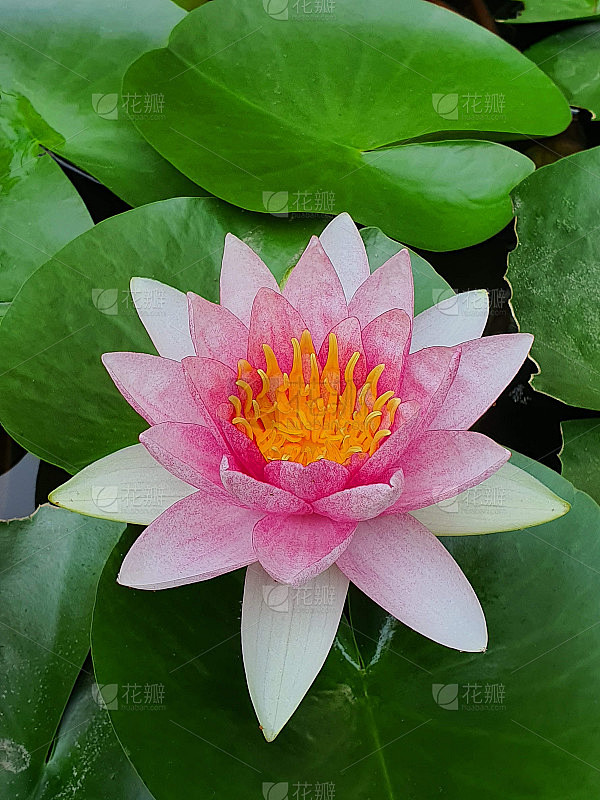 池塘里一朵粉红的荷花