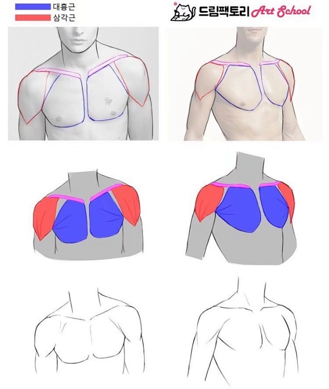 肩颈关系干货！ twi：@ DF_drawing
