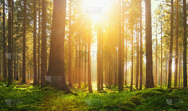 寂静的森林在春天明媚的阳光照耀下