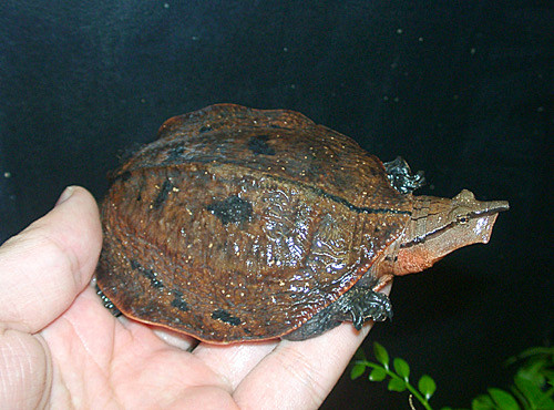 欧氏圆鳖(Cycloderma aubryi)