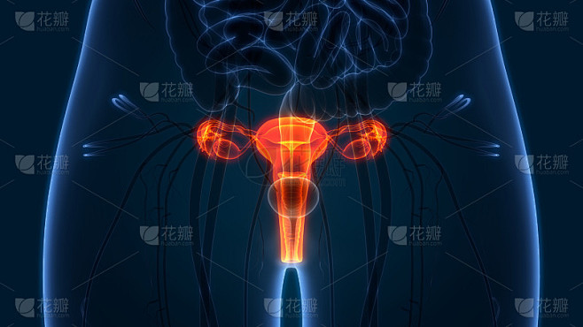 女性生殖系统解剖学