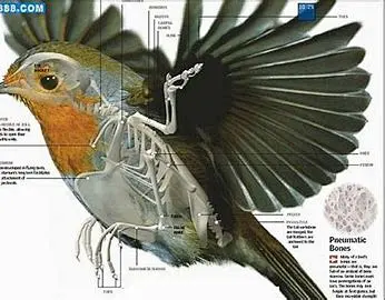 鸟类骨骼 的图像结果-花瓣网