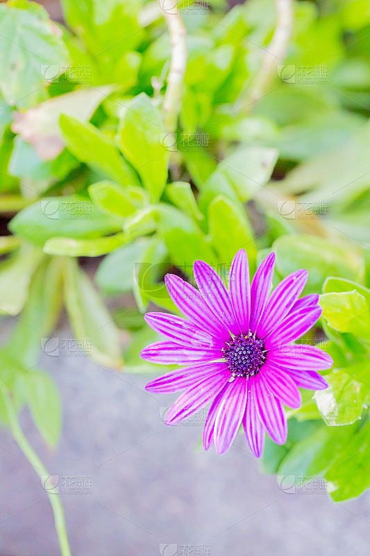 非洲雏菊，花园里的紫色花朵