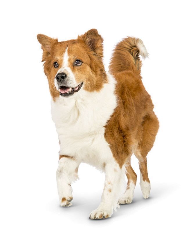 BorderCollie_Sam_0009_Retouched