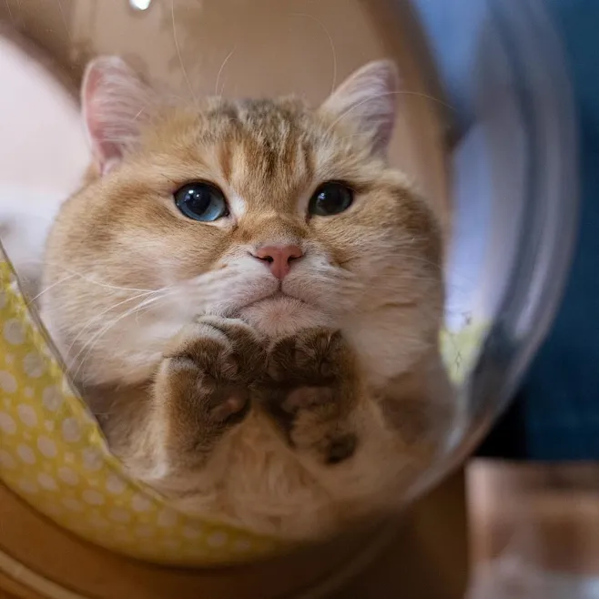 hosico_cat-花瓣网