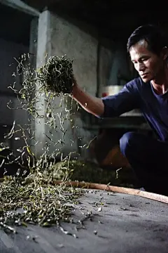 Process of Feng Huang Dan cong Tea. i am amazed by this traditional ...
