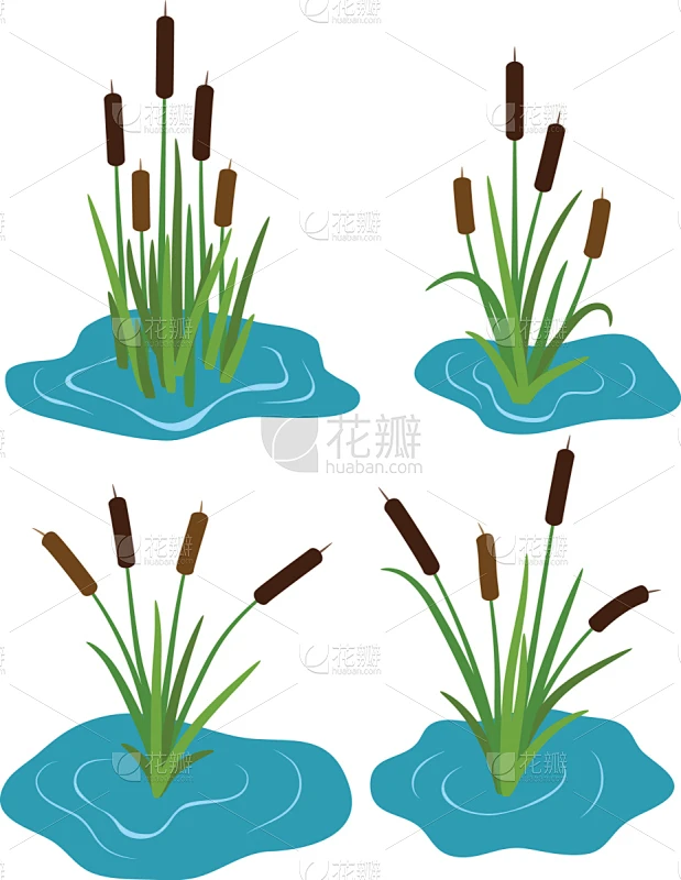 set typhaceae marsh herb素材-花瓣网