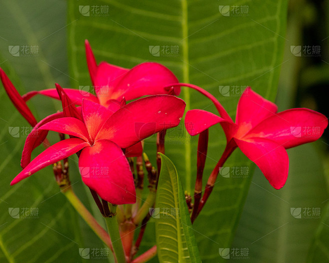 红色的鸡蛋花树