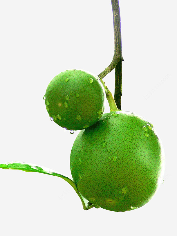 柚子果子png免抠素材_新图网 https://ixintu.com 柚子树 柚子 柚子树枝 青柚子