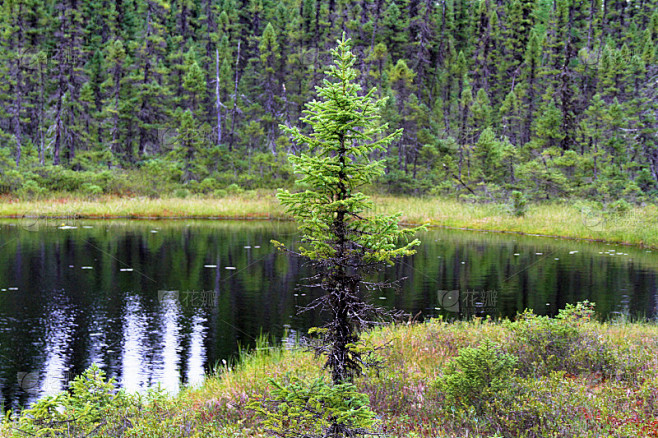 加拿大北方森林