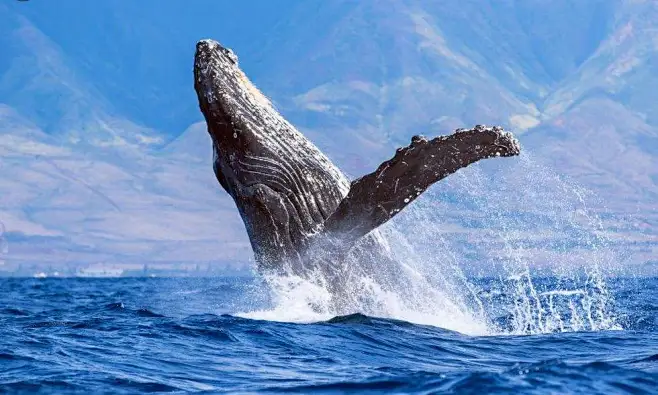 电脑壁纸鲸鱼4k超清特大图1080的搜索结果_百度图片搜索-花瓣网