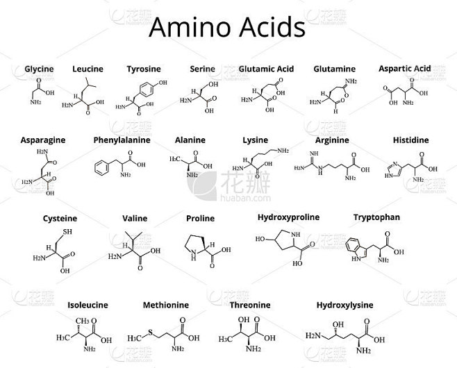 氨基酸。氨基酸的化学分子式。矢量插图在孤立的背景