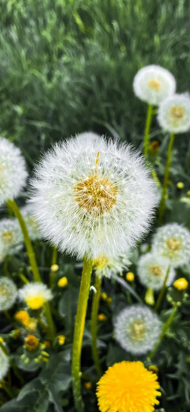 花瓣灵感详情页-花瓣网