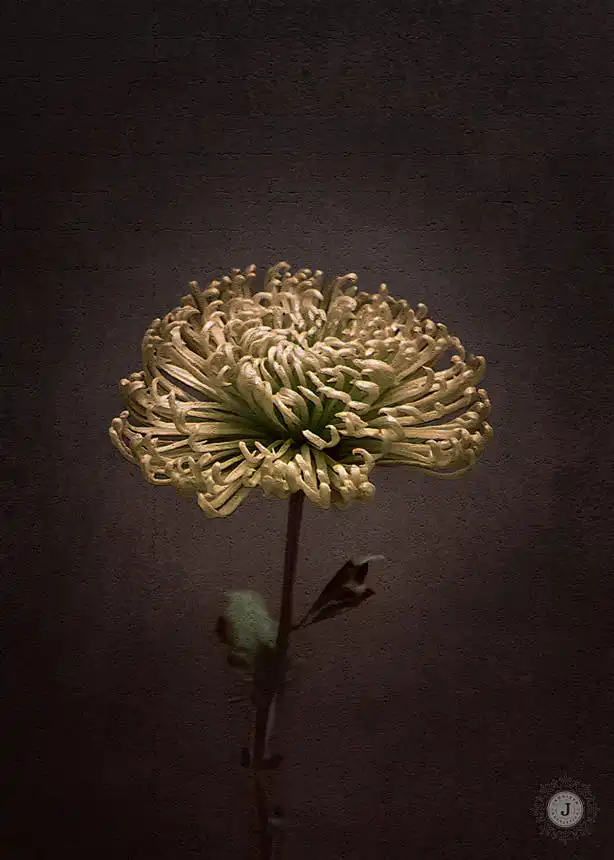 Bloom by Jennifer Kovalevich on 500px-花瓣网