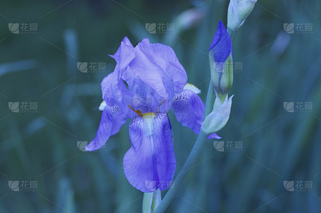 浅蓝色鸢尾花的特写