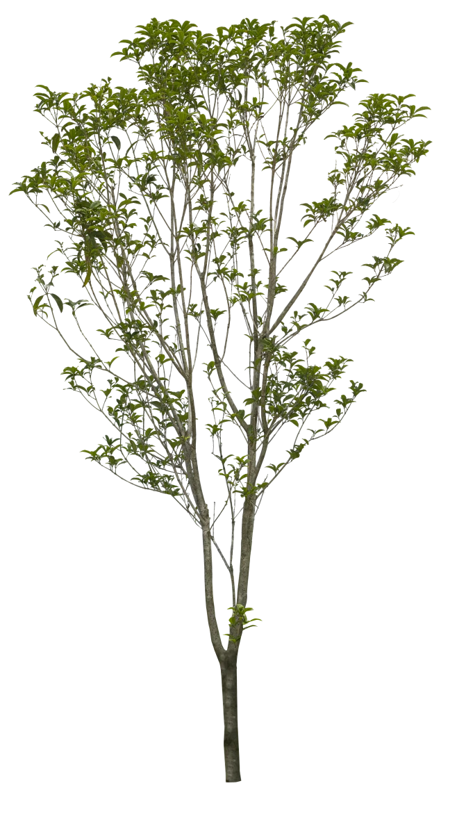 2t22_僉儞儌僋僙僀_Fragrant orange-colored&a0olive-花瓣网